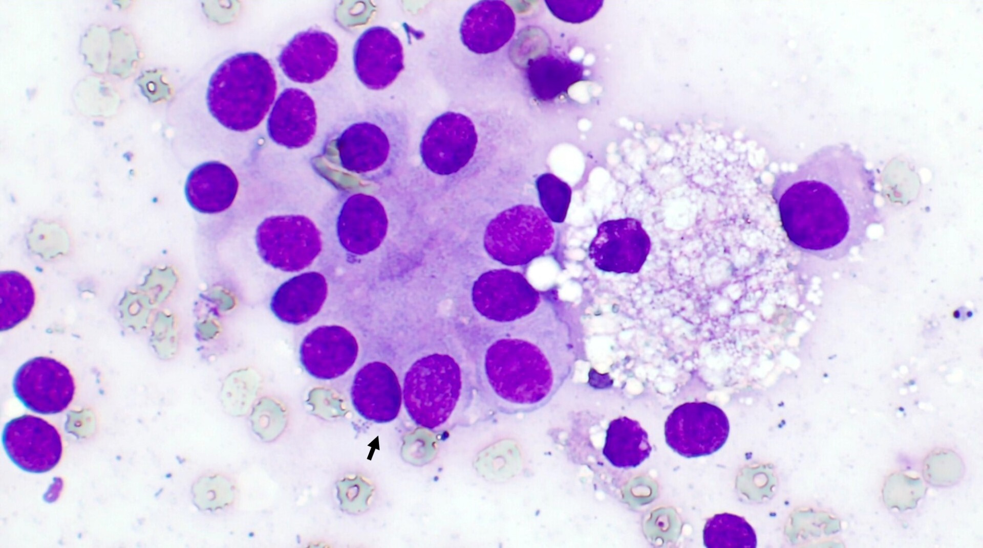 AGASACA :: 獸醫好想告訴你